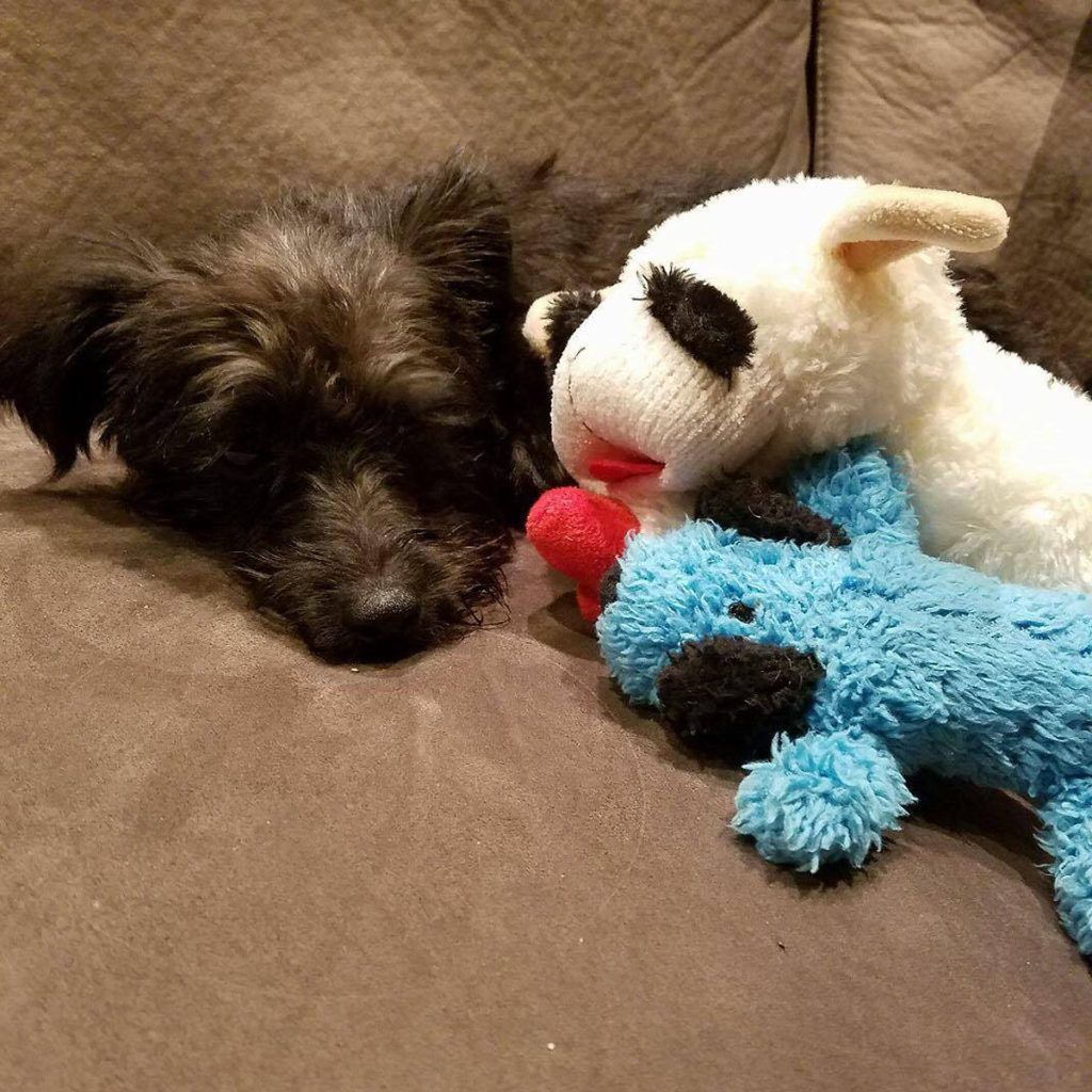 Found Dog Testimonials | CT Found Dogs | CT Dog Gone Recovery