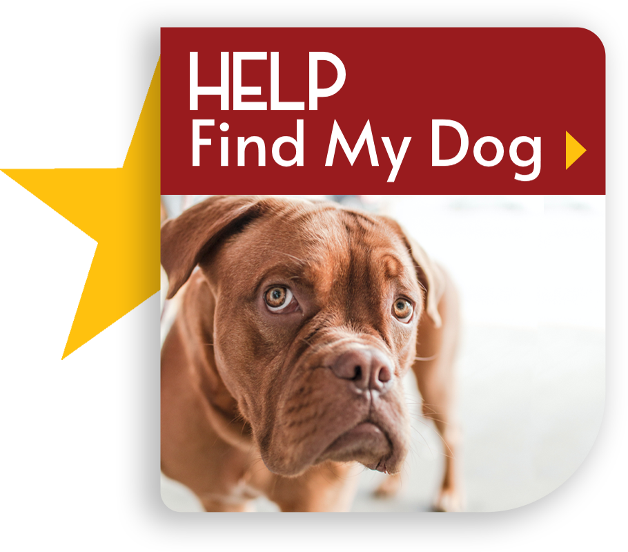 How Can I Find My Missing Dog
